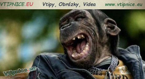 Srandovní obrázky zvířat - Opičákův vysmátý den | Vtipnice.eu