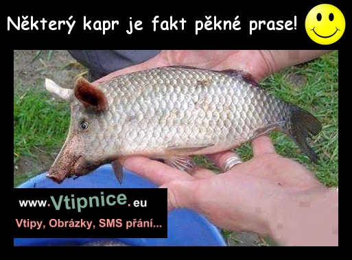 Pěkné prase - Vtipnice.eu