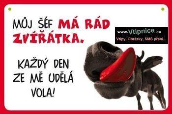 Šéf na grilu - Vtipnice.eu