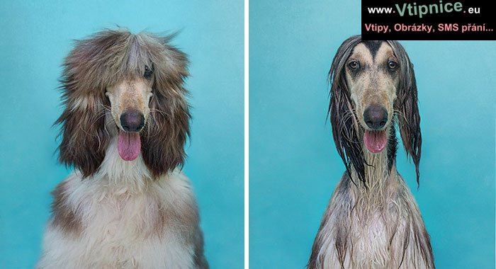 Srandovní obrázky psů před a po koupeli #4 - Vtipnice.eu