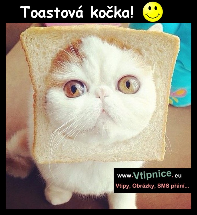 Srandovní obrázky - Toastová kočka | Vtipnice.eu